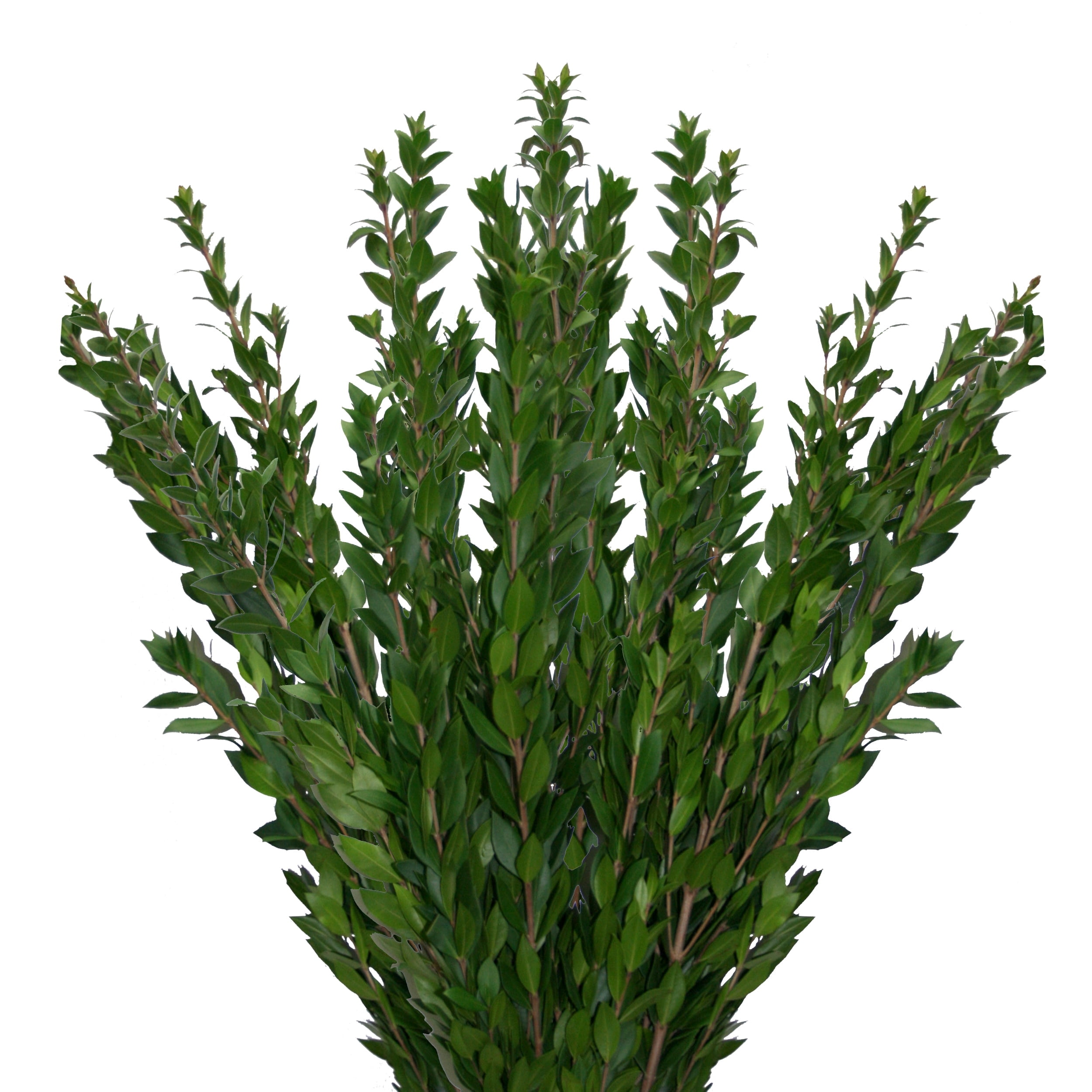 Natural Myrtle - Fresh Cut - 100 Stems - Walmart.com