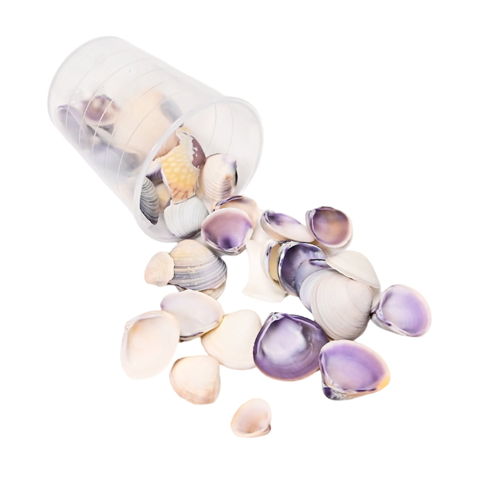 Natural Ocean Seashells Craft Set Unique Seashells Projects Crafting ...
