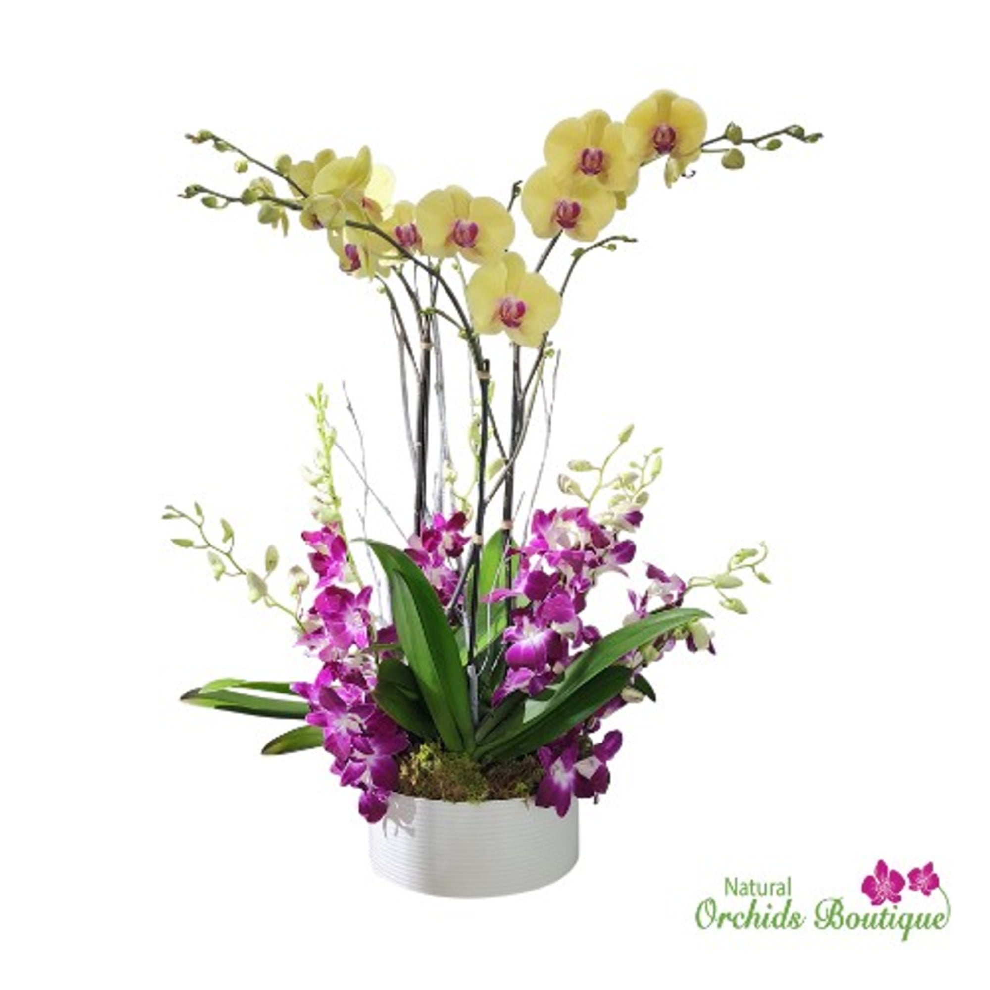 Natural Orchids Boutique - Bright Light Phalaenopsis Orchid Arrangement ...