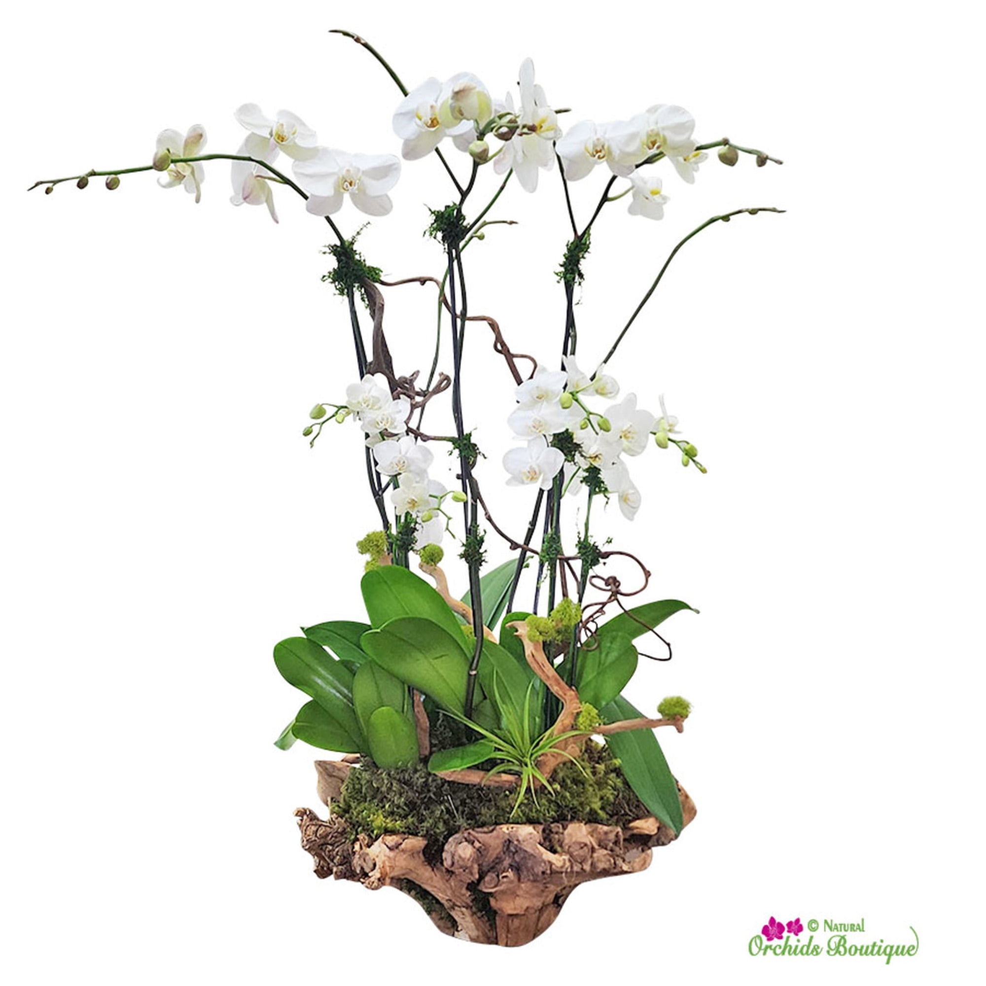 Natural Orchids Boutique - Deep Into Earth Phalaenopsis Orchid ...