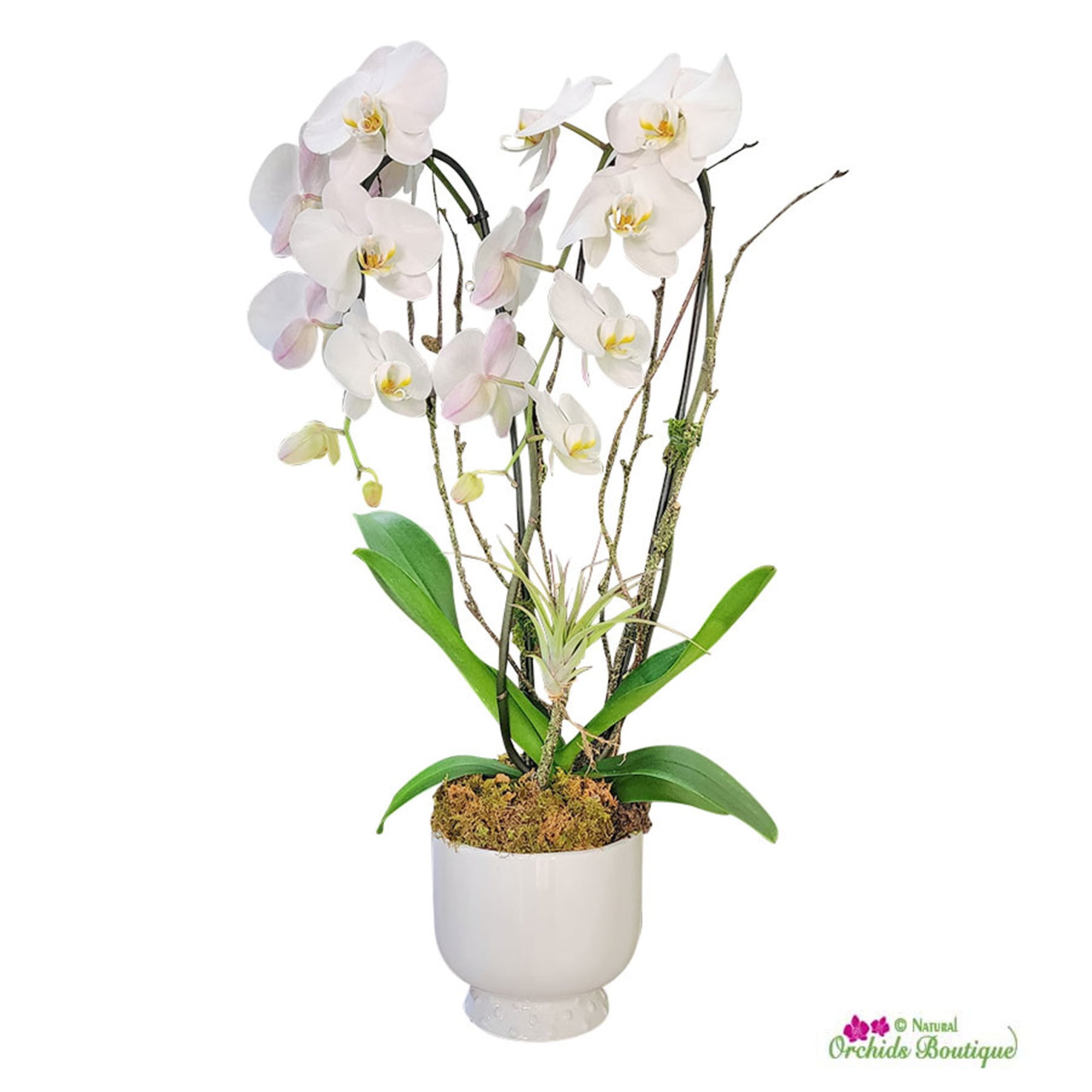 Natural Orchids Boutique - Elegant Cascade Phalaenopsis Orchid ...