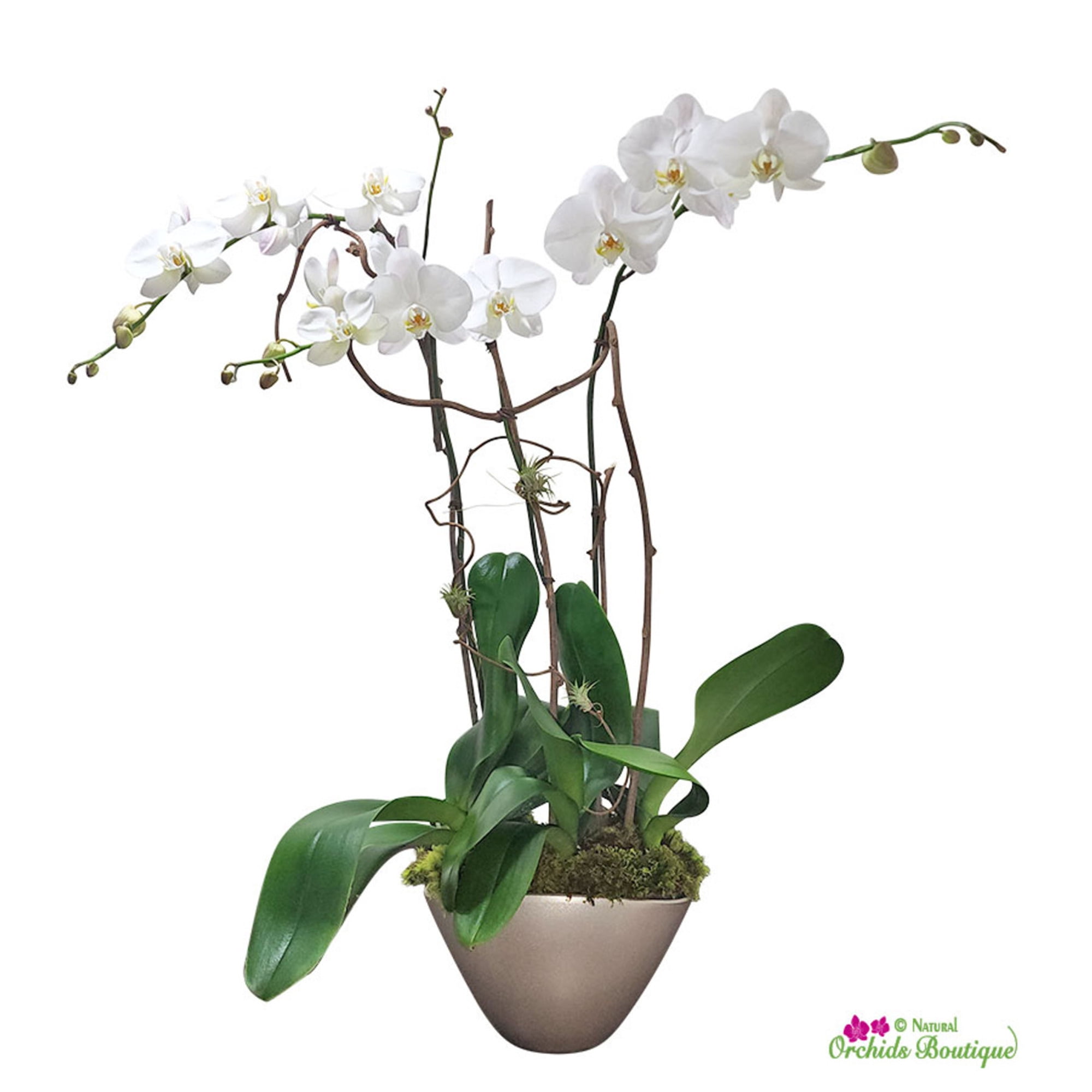 Natural Orchids Boutique - Pure White Modern Phalaenopsis Orchid ...