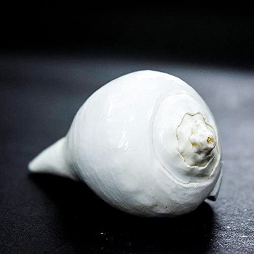 Natural Original shankh for Pooja Small By Indian Collectible - Walmart.com