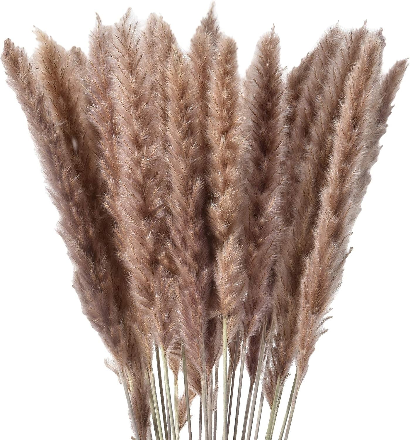 Natural Pampas Grass, Exquisite Dried Reed Plumes For Home Table Vase Decor, Lifelike Appearance ...