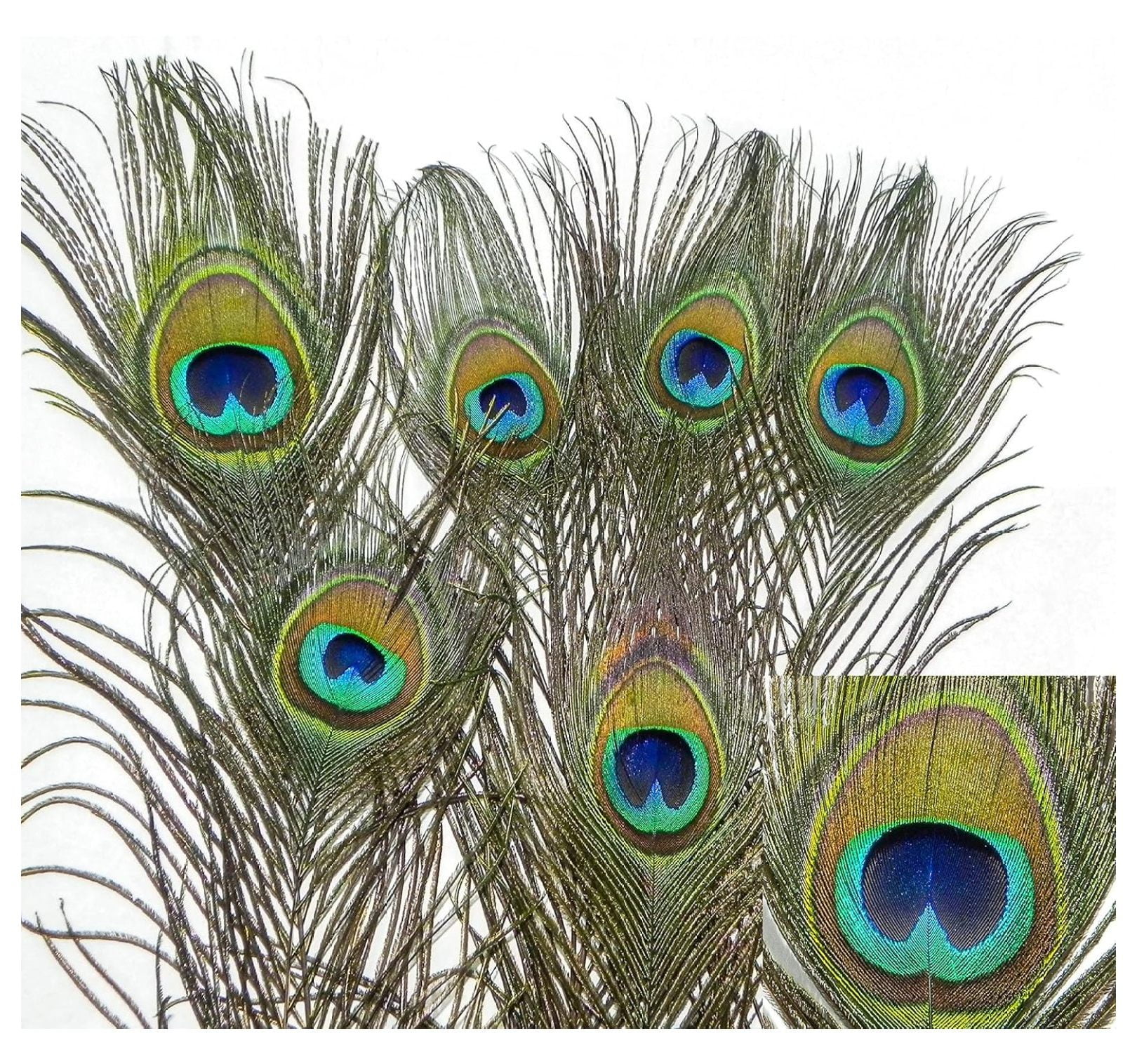 Natural Peacock Cat Toy 12 pack - Walmart.com
