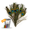 Peacock Feather Picks by Ashland® - Walmart.com