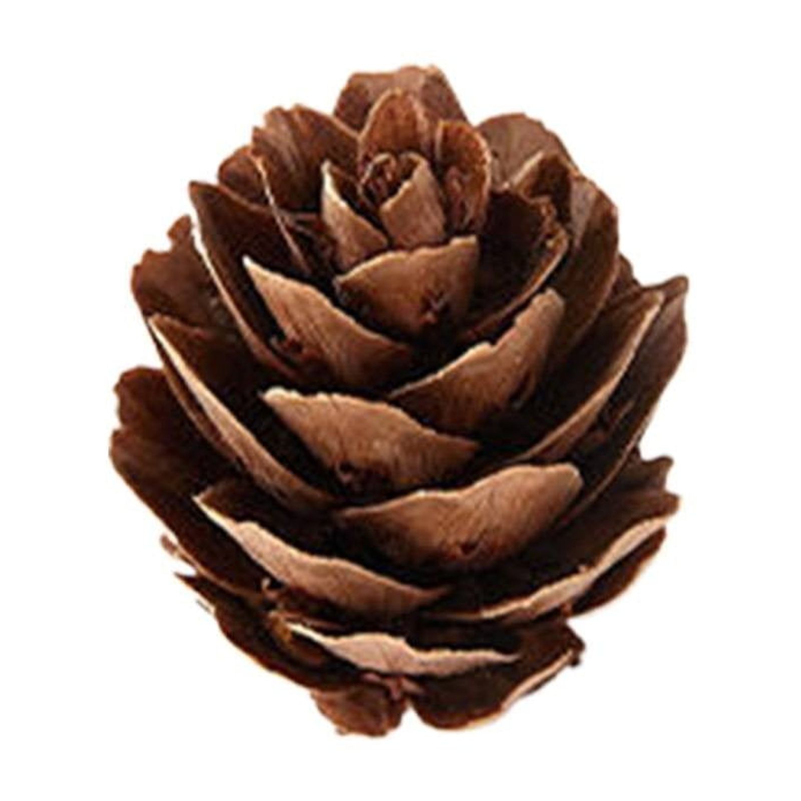 Natural Pine Cones, Pinecone Ornaments, Rustic Pine Cones for Crafts ...