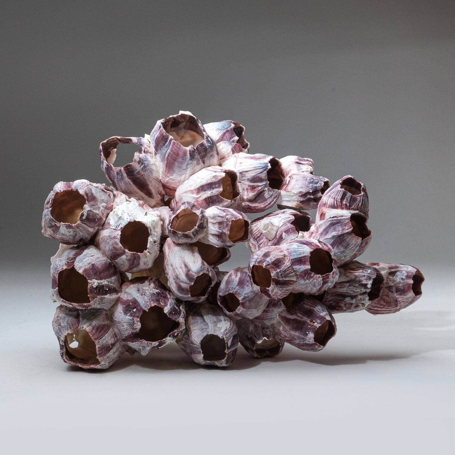Natural Purple Acorn Barnacle Cluster (1.7 lbs) - Walmart.com