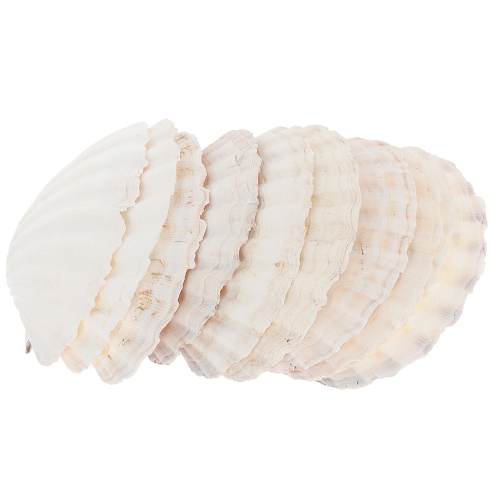 Natural Scallop Shells 10pcs for Crafts, DIY, Baking, Wedding Decor ...