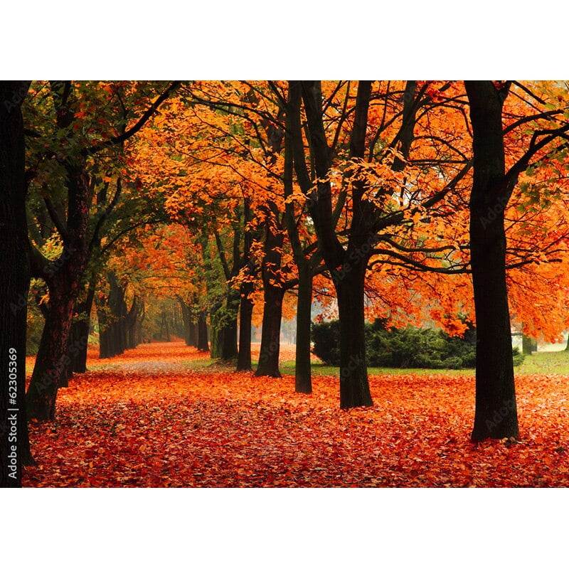 Natural Scenery Photography Background Fall Leaves Forest Landscape ...