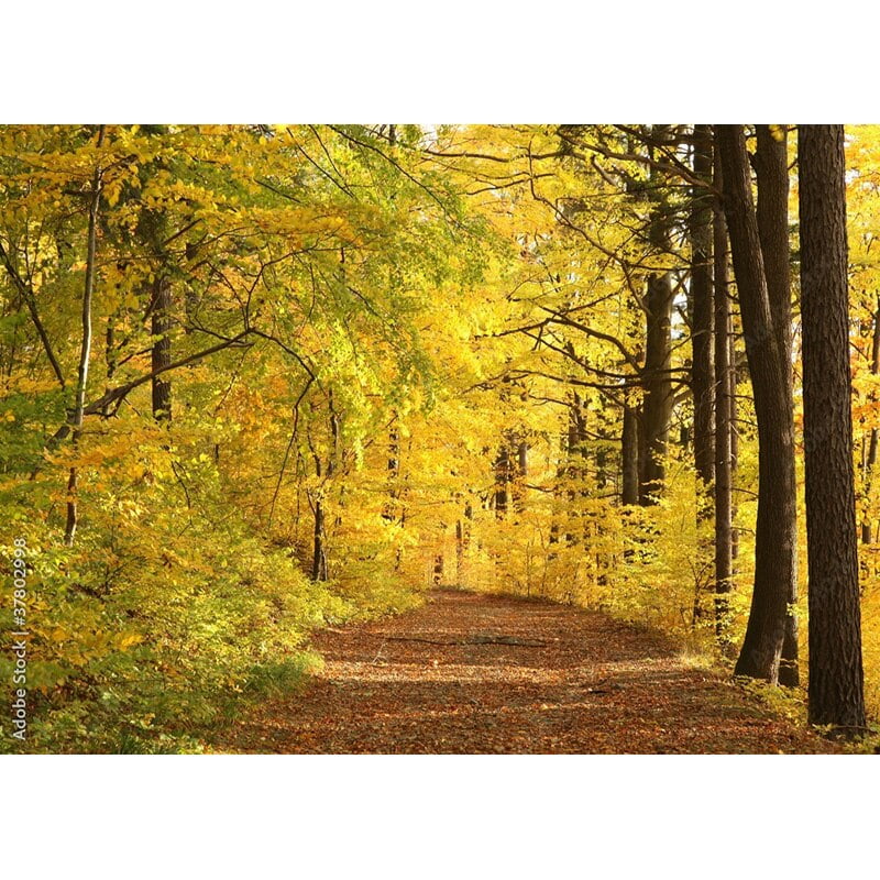 Natural Scenery Photography Background Fall Leaves Forest Landscape ...