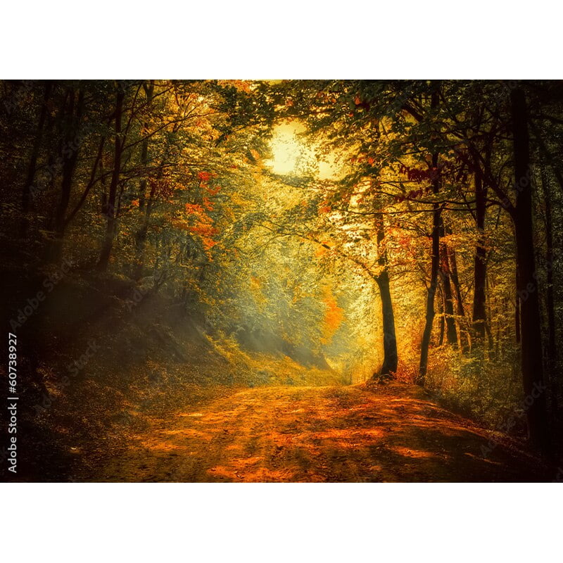 Natural Scenery Photography Background Fall Leaves Forest Landscape ...