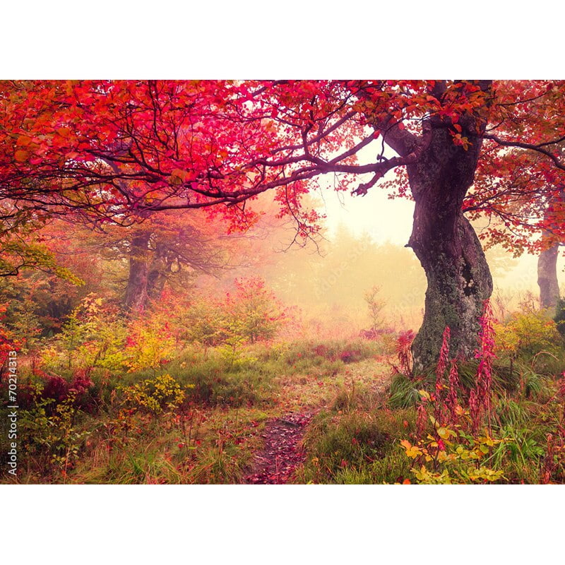 Natural Scenery Photography Background Fall Leaves Forest Landscape ...