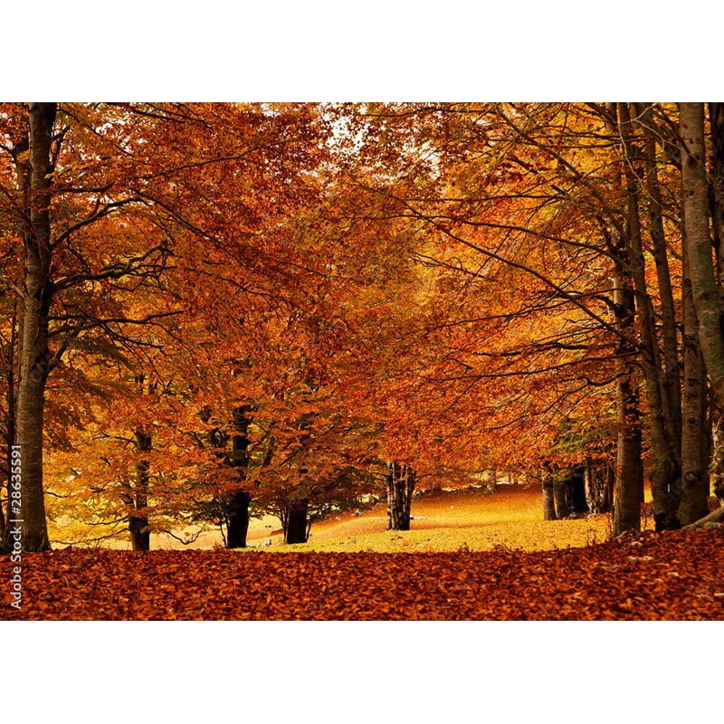 Natural Scenery Photography Background Fall Leaves Forest Landscape ...