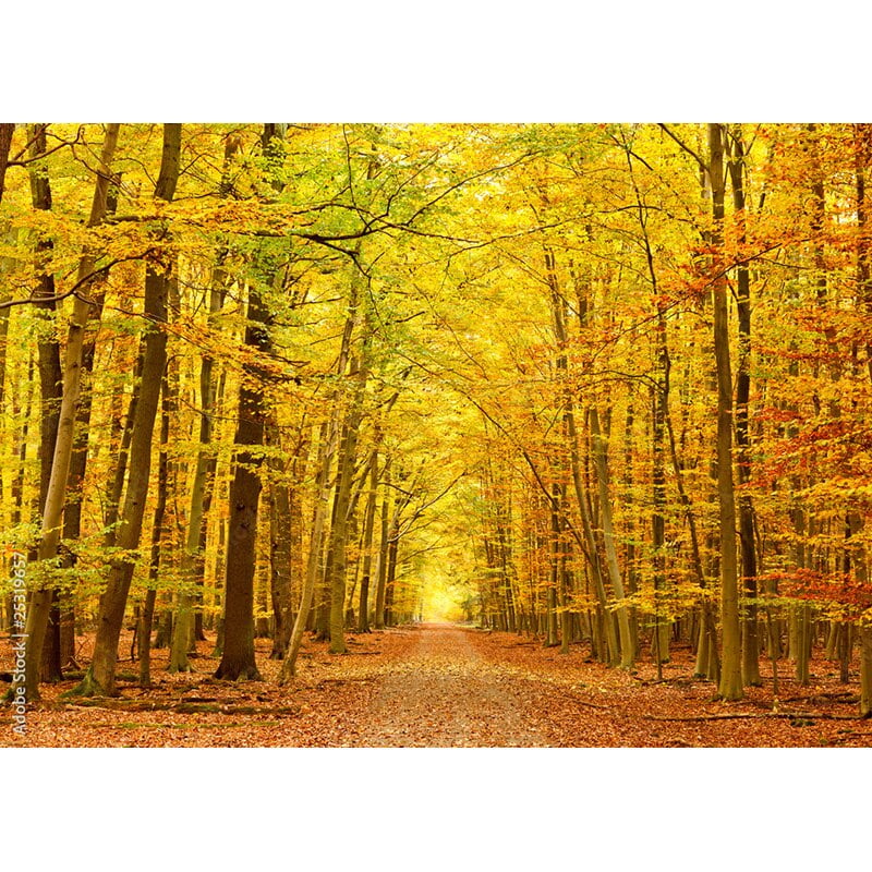 Natural Scenery Photography Background Fall Leaves Forest Landscape ...