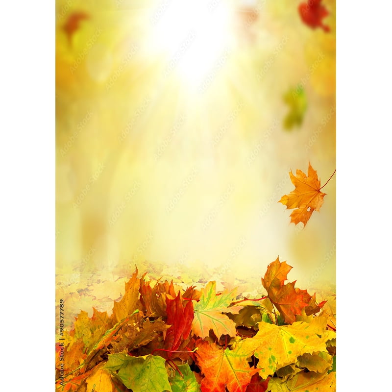 Natural Scenery Photography Background Fall Leaves Forest Landscape ...