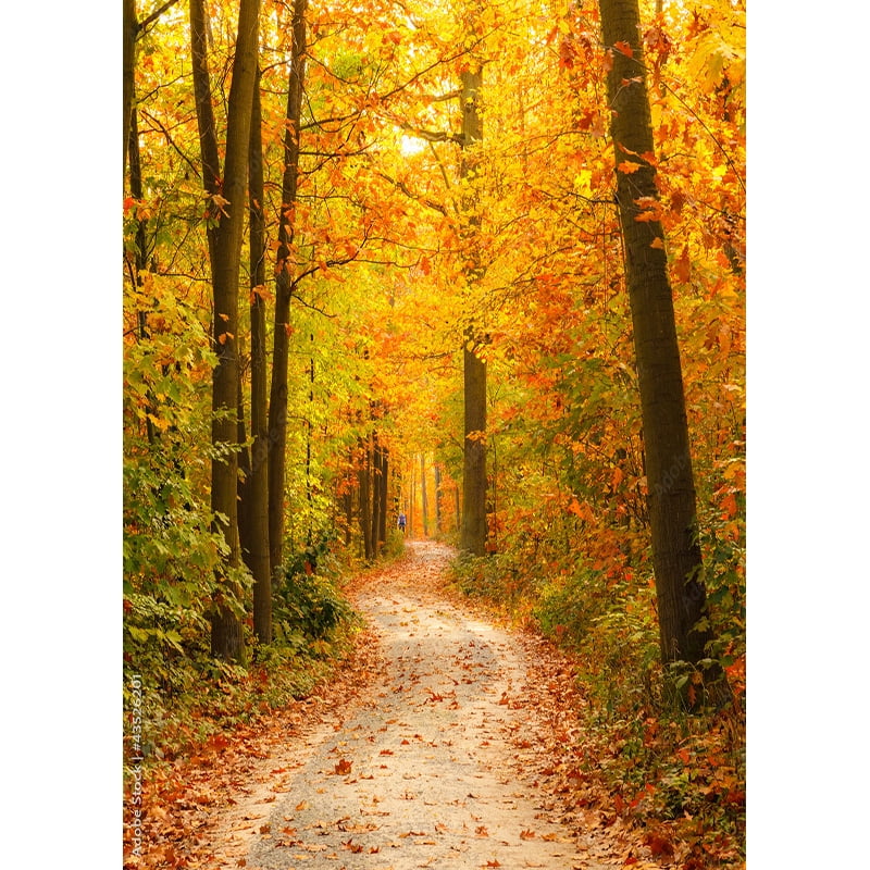 Natural Scenery Photography Background Fall Leaves Forest Landscape ...