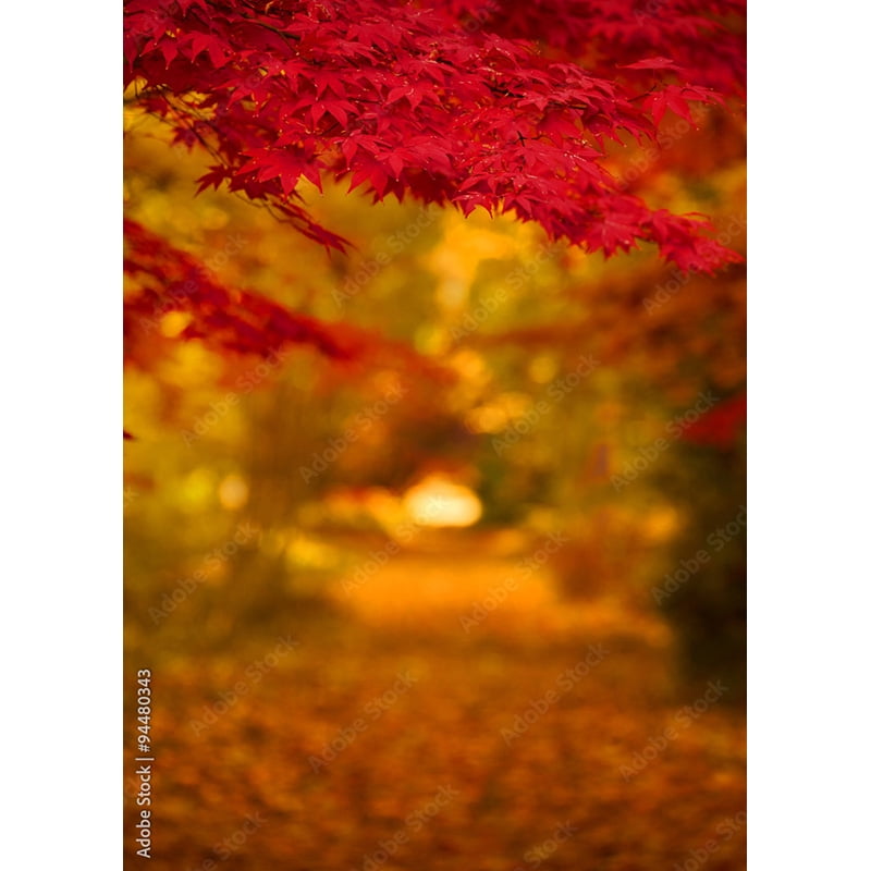Natural Scenery Photography Background Fall Leaves Forest Landscape ...