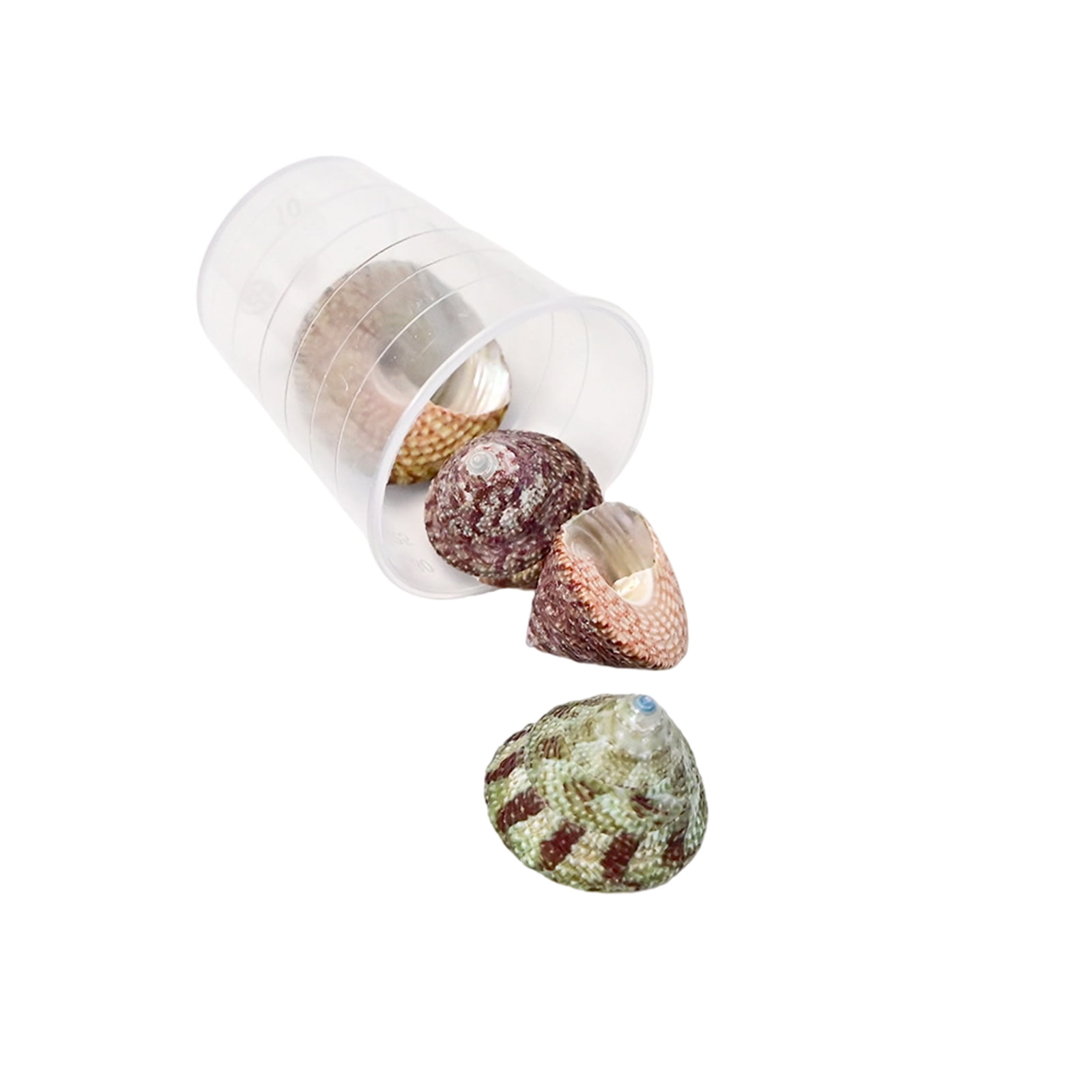 Natural Sea Seashells Craft Set Unique Seashells Projects Crafting ...