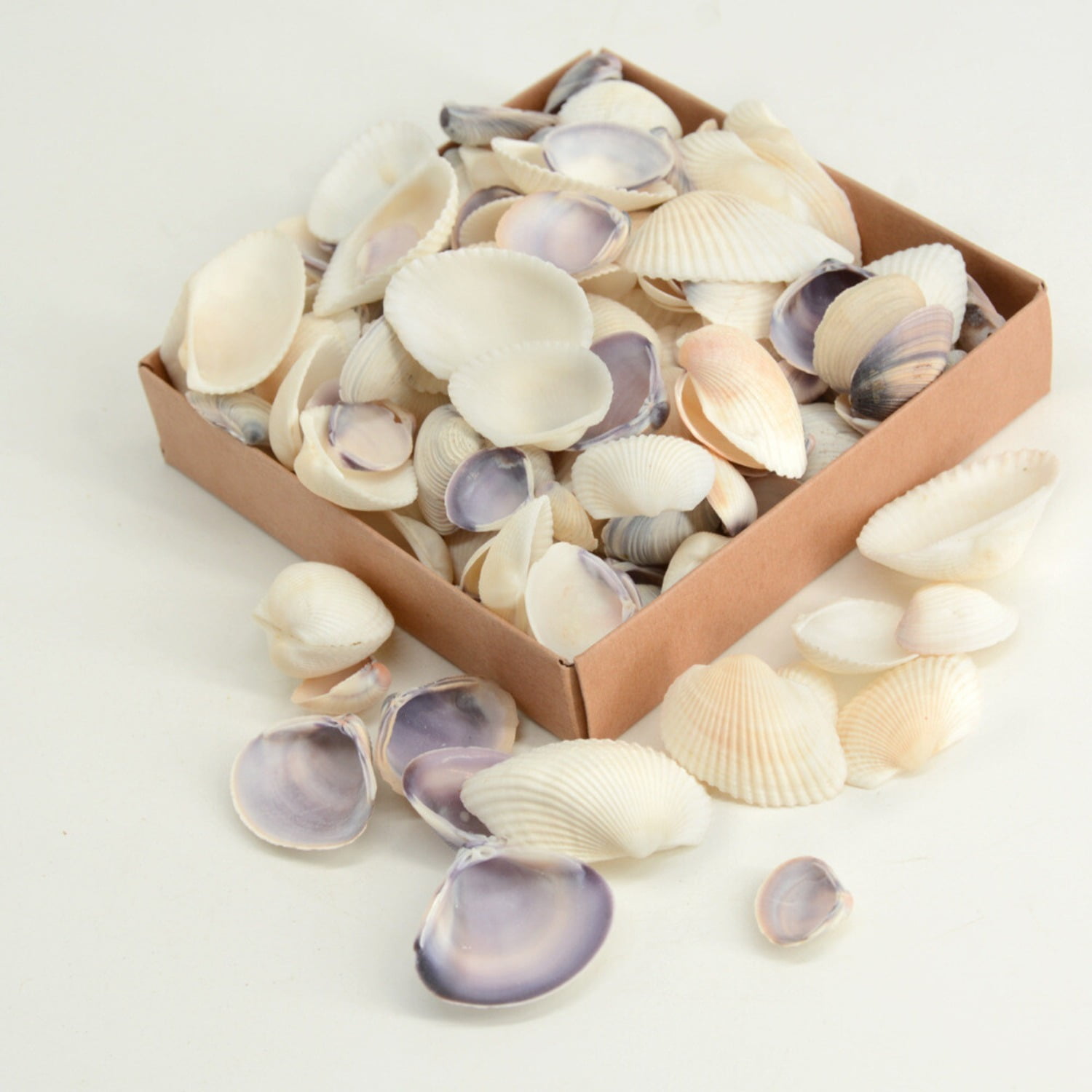 Natural Sea Shell Gift Box 9x9cm Assorted Shells Coastal Beach Home ...