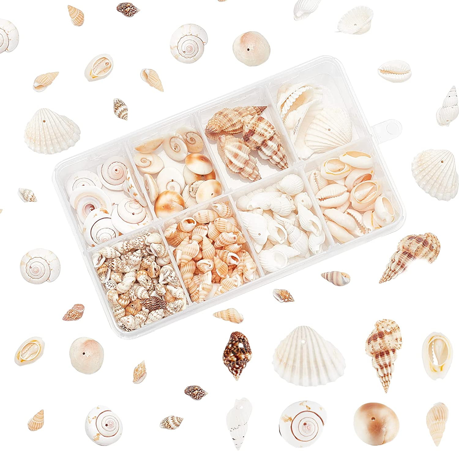 Natural Sea Shells 270pcs 8 Styles Ocean Beach Seashells 10~20mm Small ...