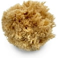 Natural Sea Wool Art Sponge: Premium Professional Grade 5"-6 ...