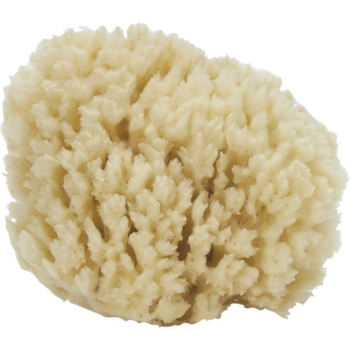 Natural Sea Wool Cut Sponge 3-3.5" - Walmart.com