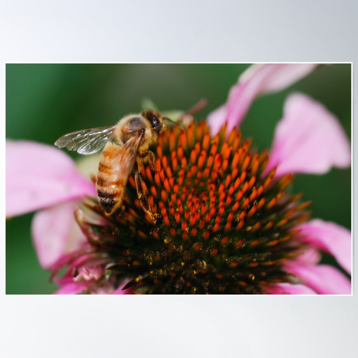 Natural Selection Poster Wall Art, Modern Wall Decor For Living Room ...