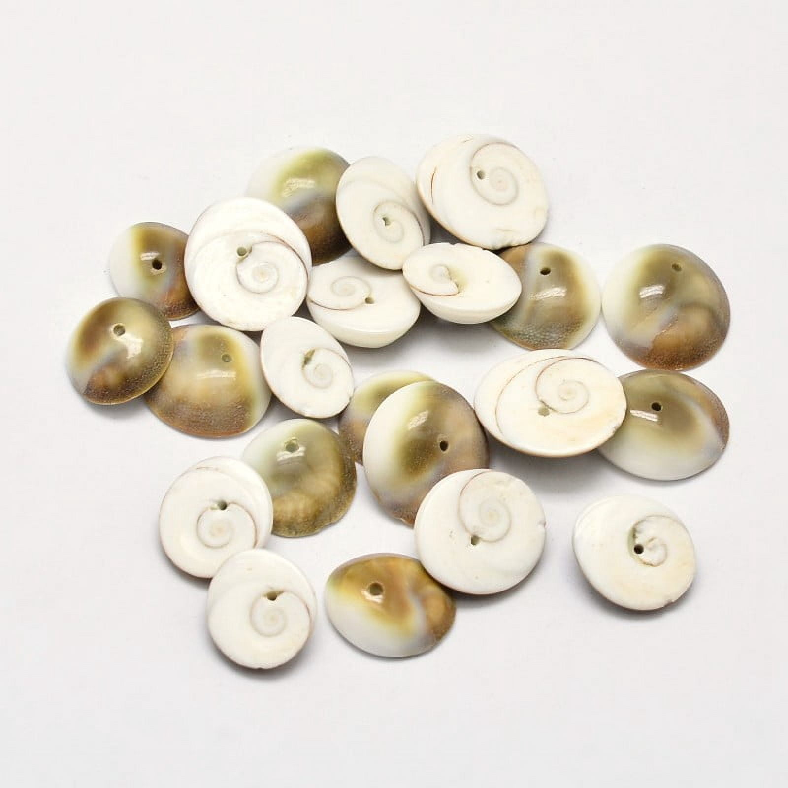 Natural Shiva Eye Shell Beads Dark Khaki 11~15x4~5mm Hole: 1mm 480pcs ...