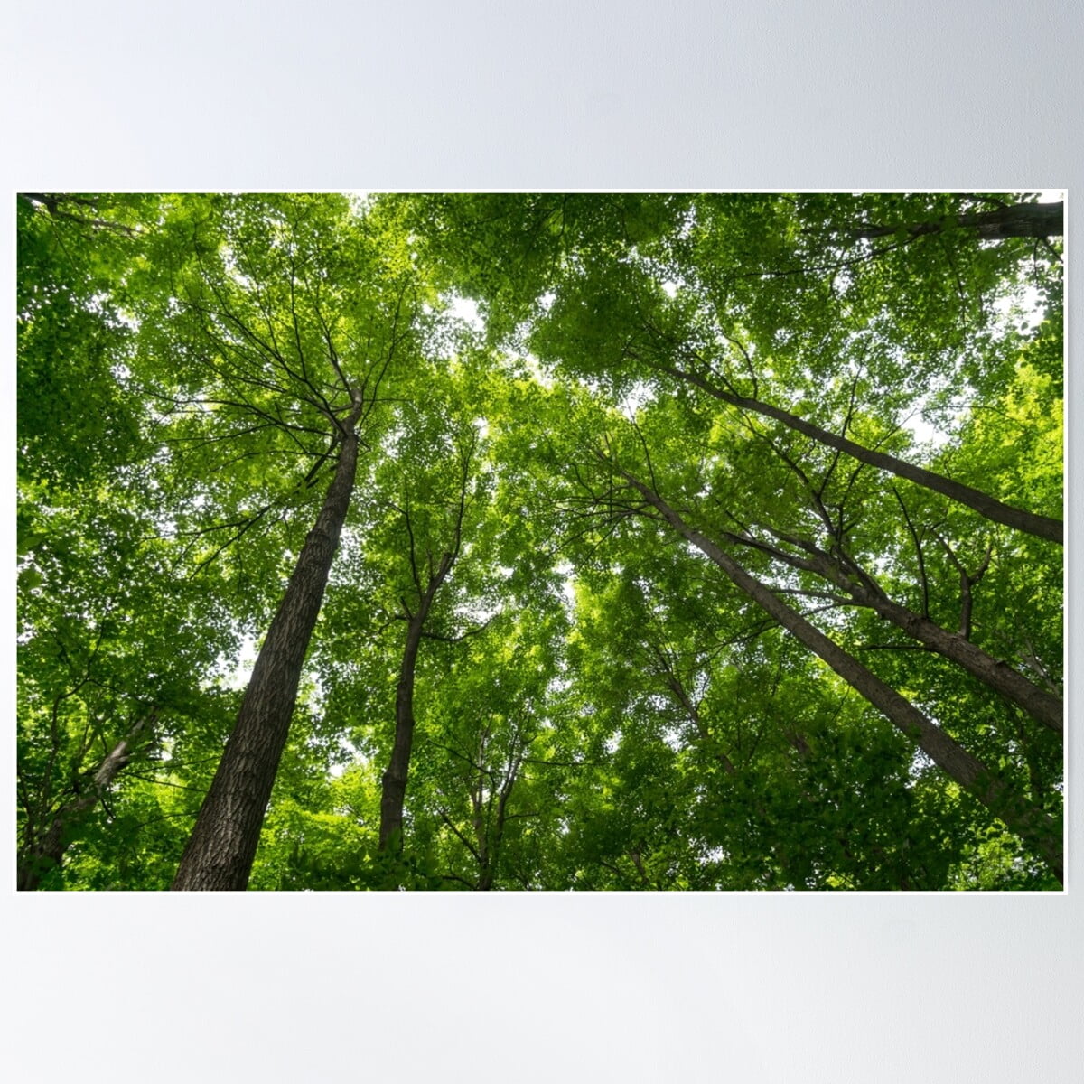 Natural Skylights - Biophilic Ceiling in the Forest Poster, 8x12 ...