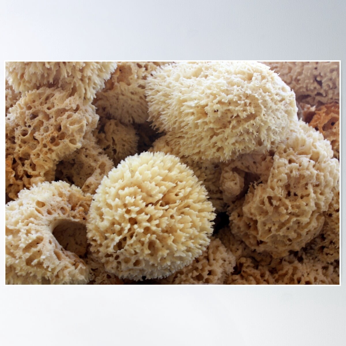 Natural Sponges ~ Tones And Textures Poster Wall Art, Modern Wall Decor ...