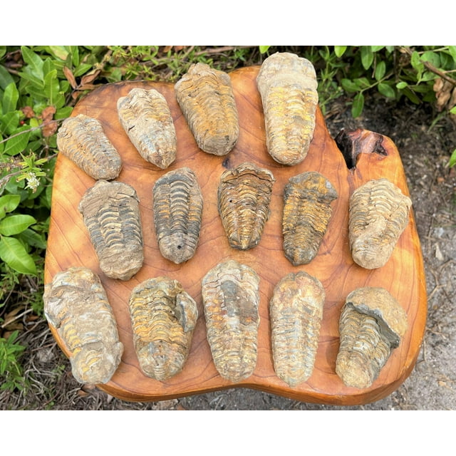 Natural Trilobite Fossil, 500 Million Year Old Genuine Arthropod ...