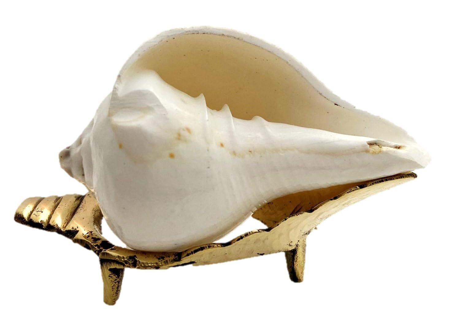 Natural Vamavarti shankh Conch Shell White with brass stand for pooja ...