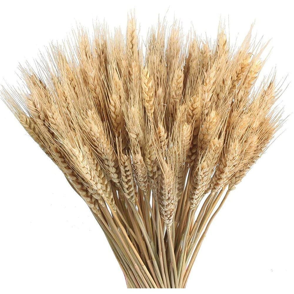 Natural Wheat For Diy Craft, Golden Dried Wheat Stalks Perfect For ...