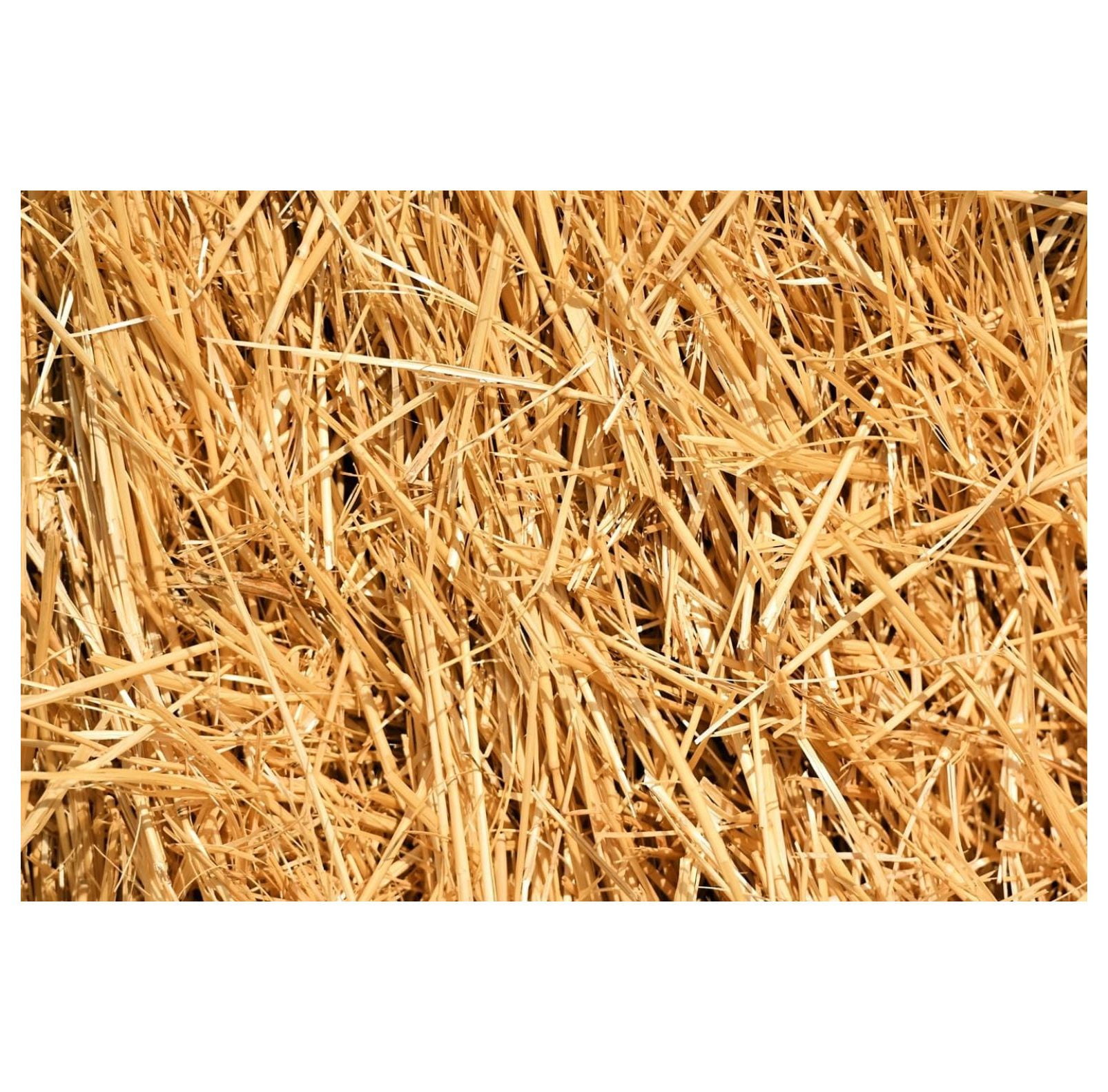 Natural Wheat Straw - 1 LB Dry Straw, Clean and Soft Decorative Straw ...