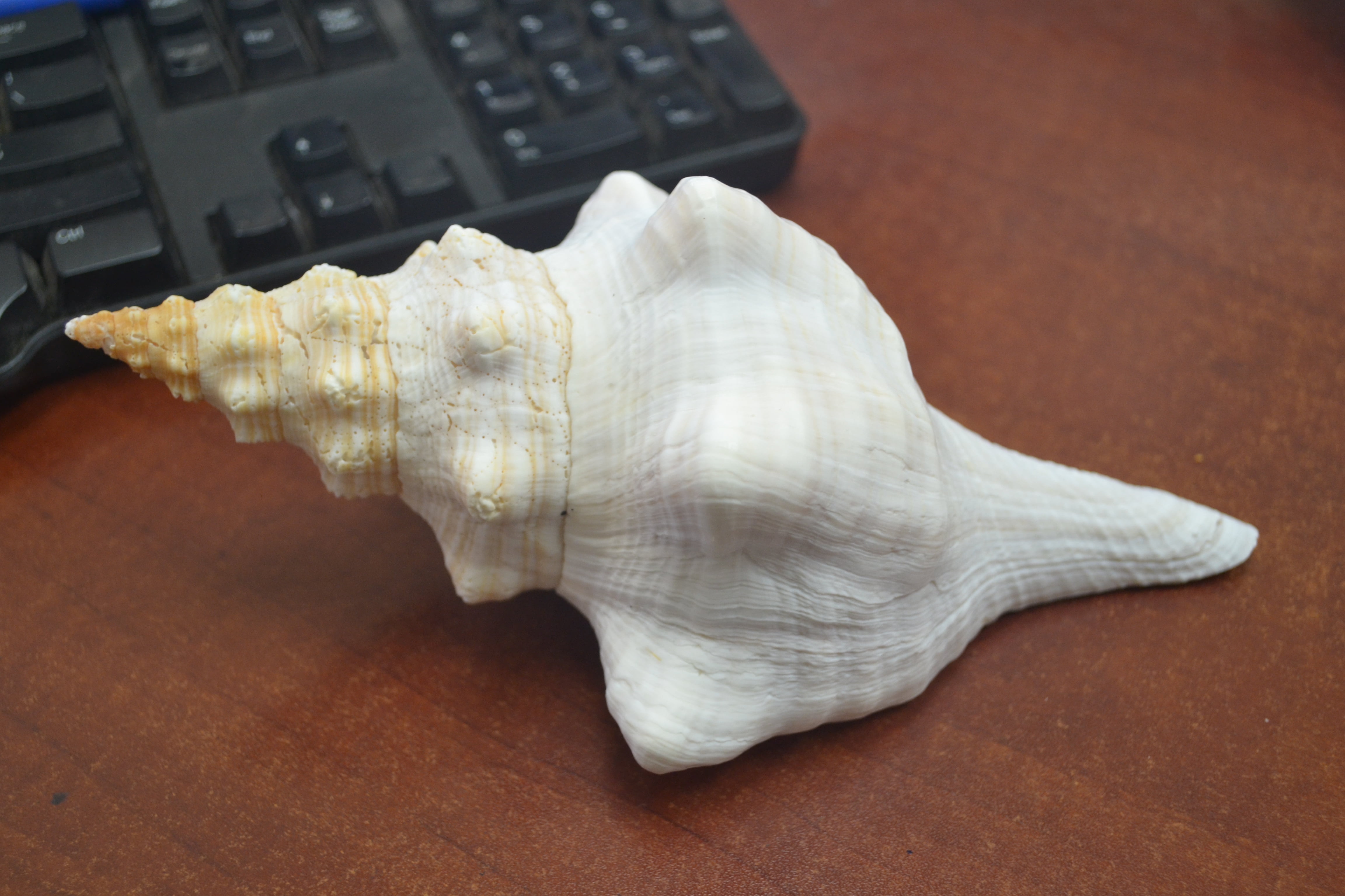 Natural White Horse Conch Triplofusus Giganteus Seashell 6" - 7 ...