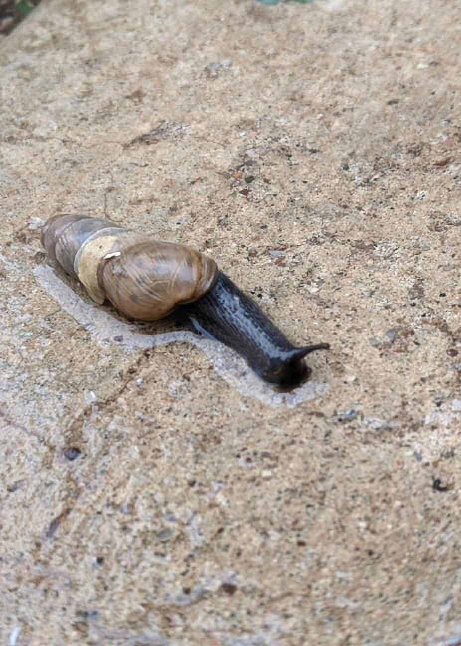 Kevin Moyers Natural Wonders Slug Life Blank Sketchbook, 197 Pages ...