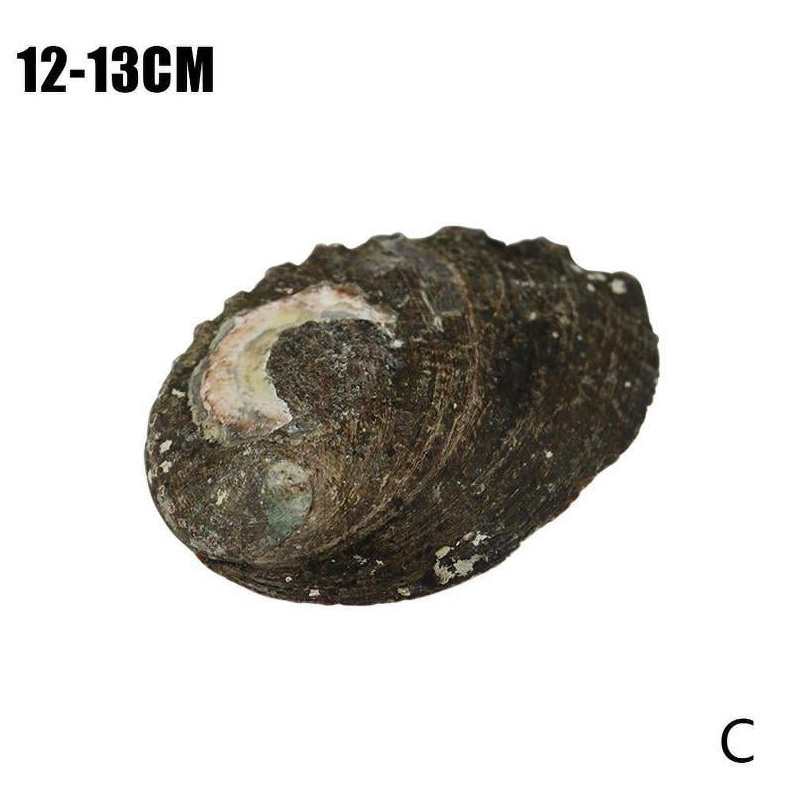 Natural abalone shell prototype shell, shell Conch shell fish tank ...