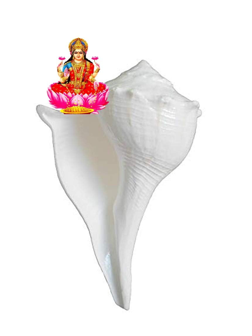 Natural dakshinavarti (Lakshmi) and vamavarti (Vishnu) shankh pair for ...