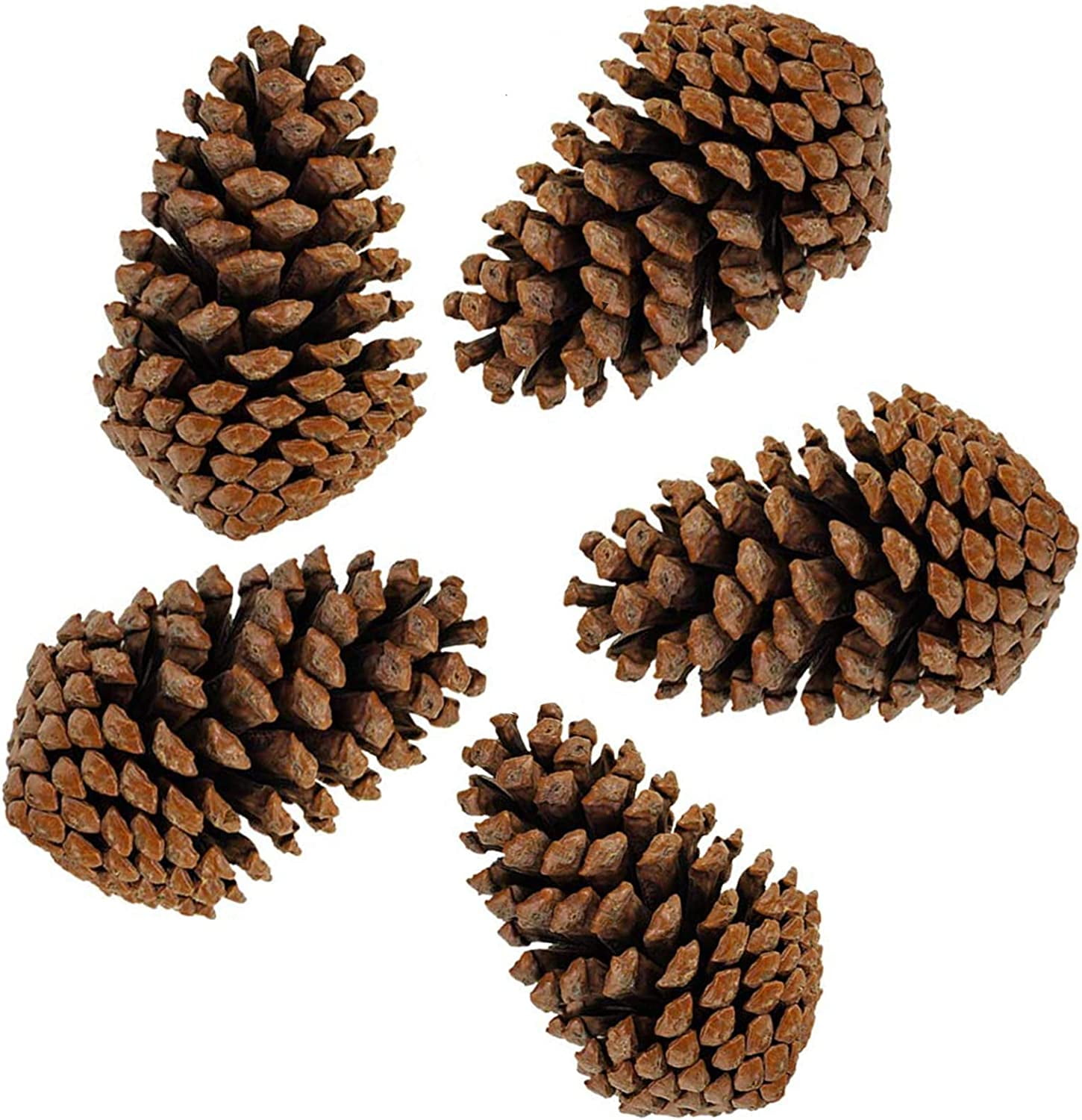 Natural pine cones-Tall Bulk Package All Natural,Real Preserved Pine ...