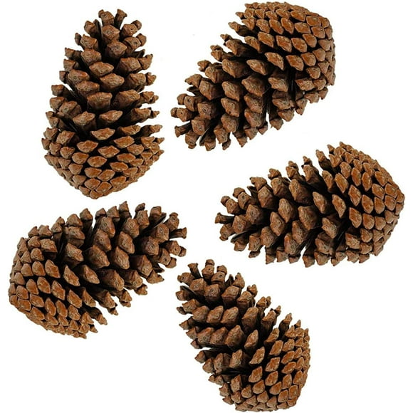 Giant Pinecones