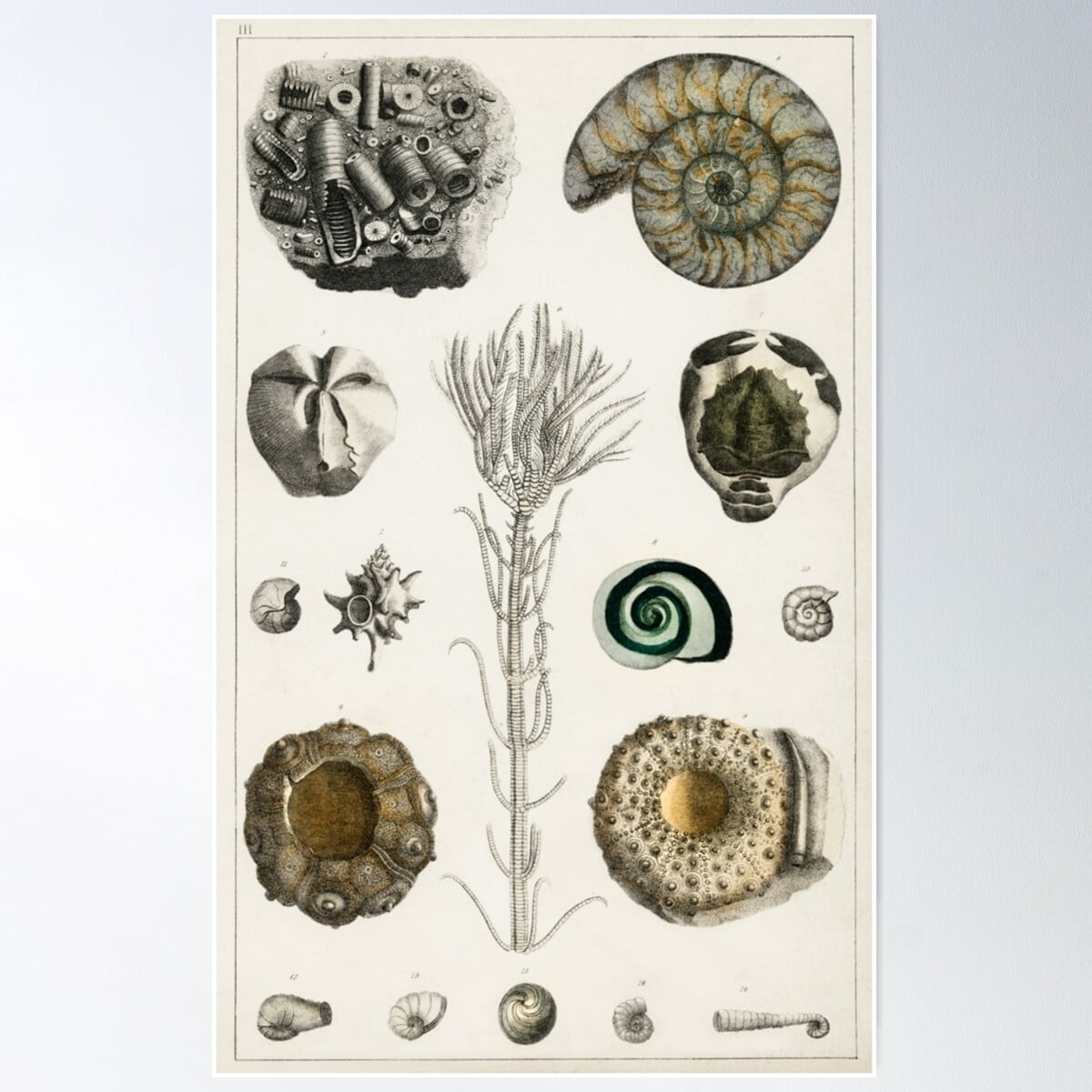 Naturalist Fossils Poster Wall Art, Modern Wall Decor For Living Room ...