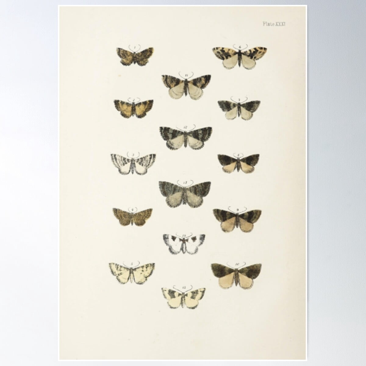 Naturalist Moths Poster Wall Art, Modern Wall Decor For Living Room ...