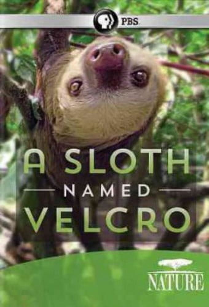 Nature: A Sloth Named Velcro (DVD), PBS (Direct), Special Interests ...