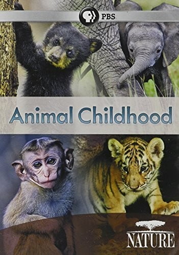 Nature: Animal Childhood (DVD) - Walmart.com