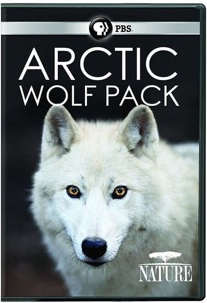 Nature: Arctic Wolf Pack (DVD), PBS (Direct), Documentary - Walmart.com