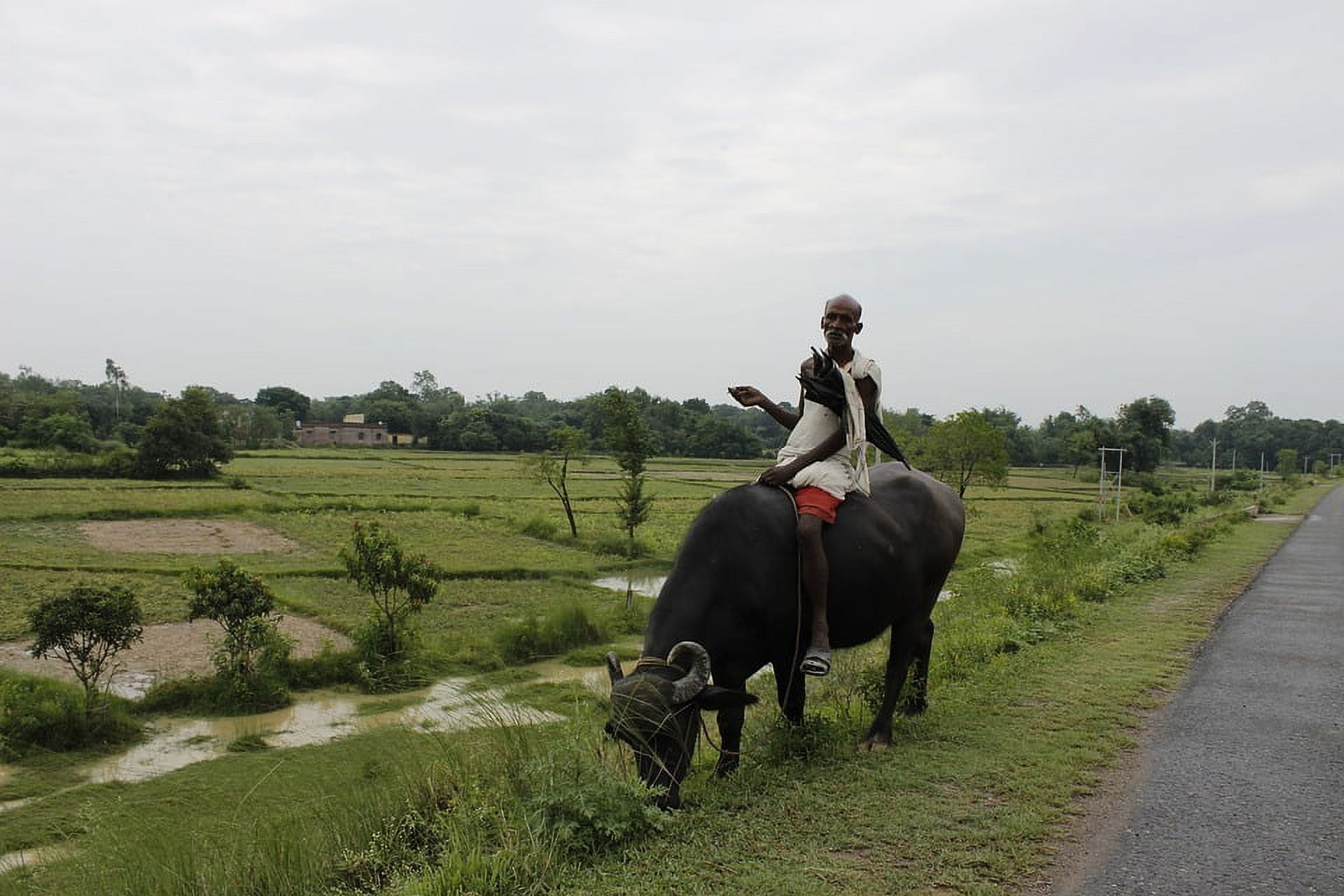 Nature Buffalo Horn Field Green Grass Animal - Laminated Poster Print ...