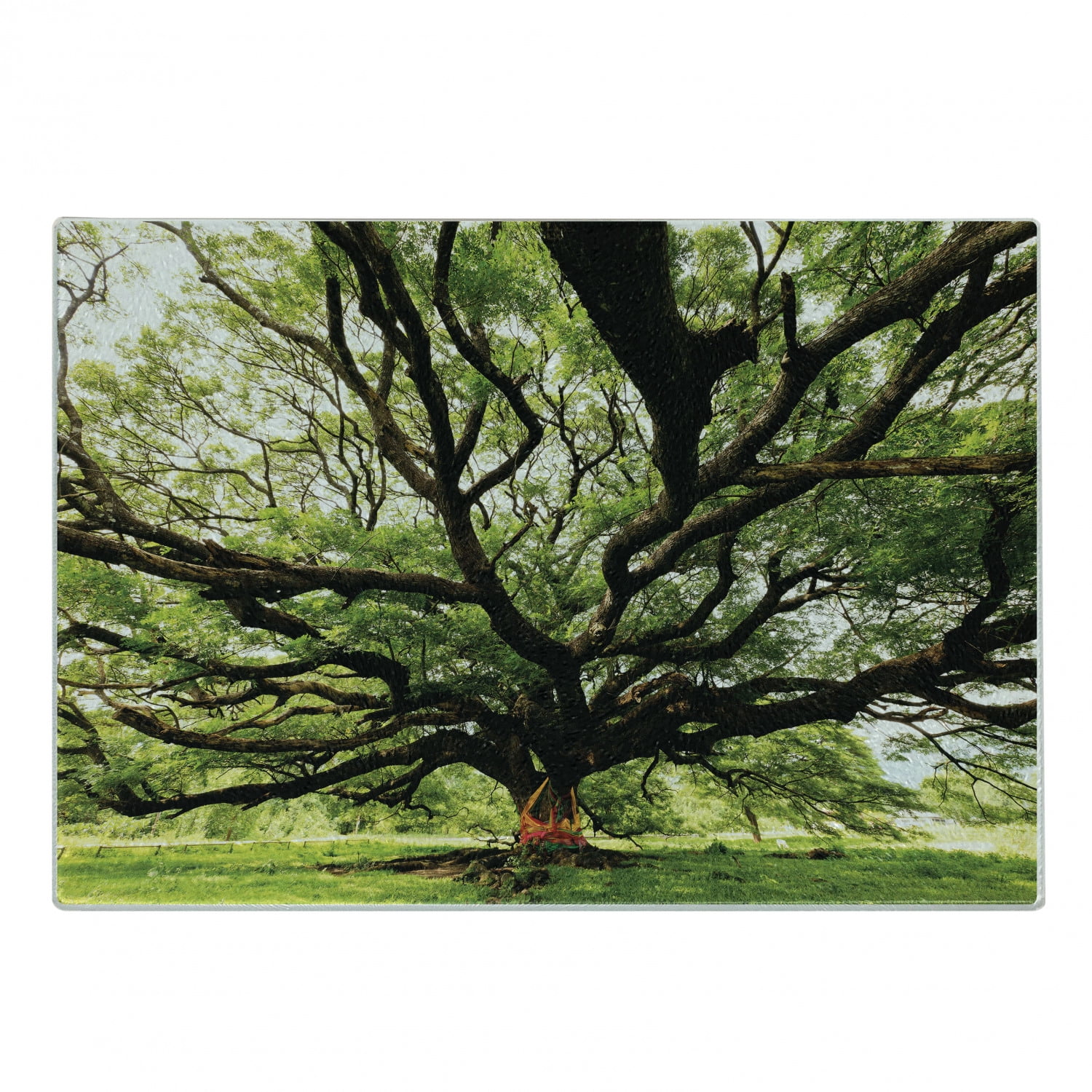 Nature Cutting Board, Largest Monkey Pod Tree in Thailand Eastern Green ...