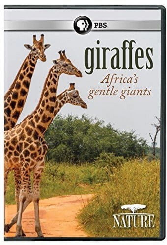 Nature: Giraffes: Africa's Gentle Giants (DVD), PBS (Direct), Special ...