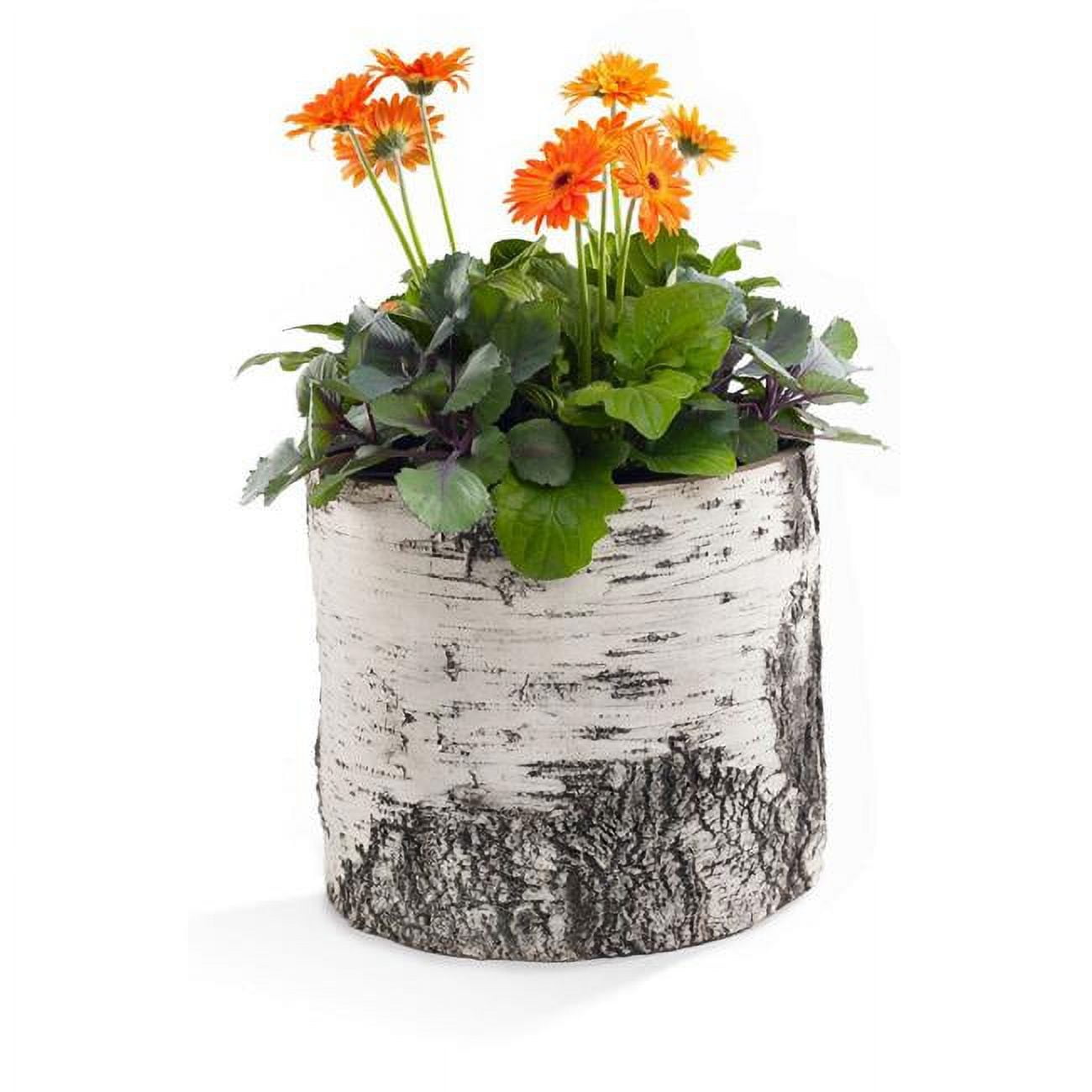 Nature Innovations 5028902 9 in. Natures Look Birch Planter, Birch ...
